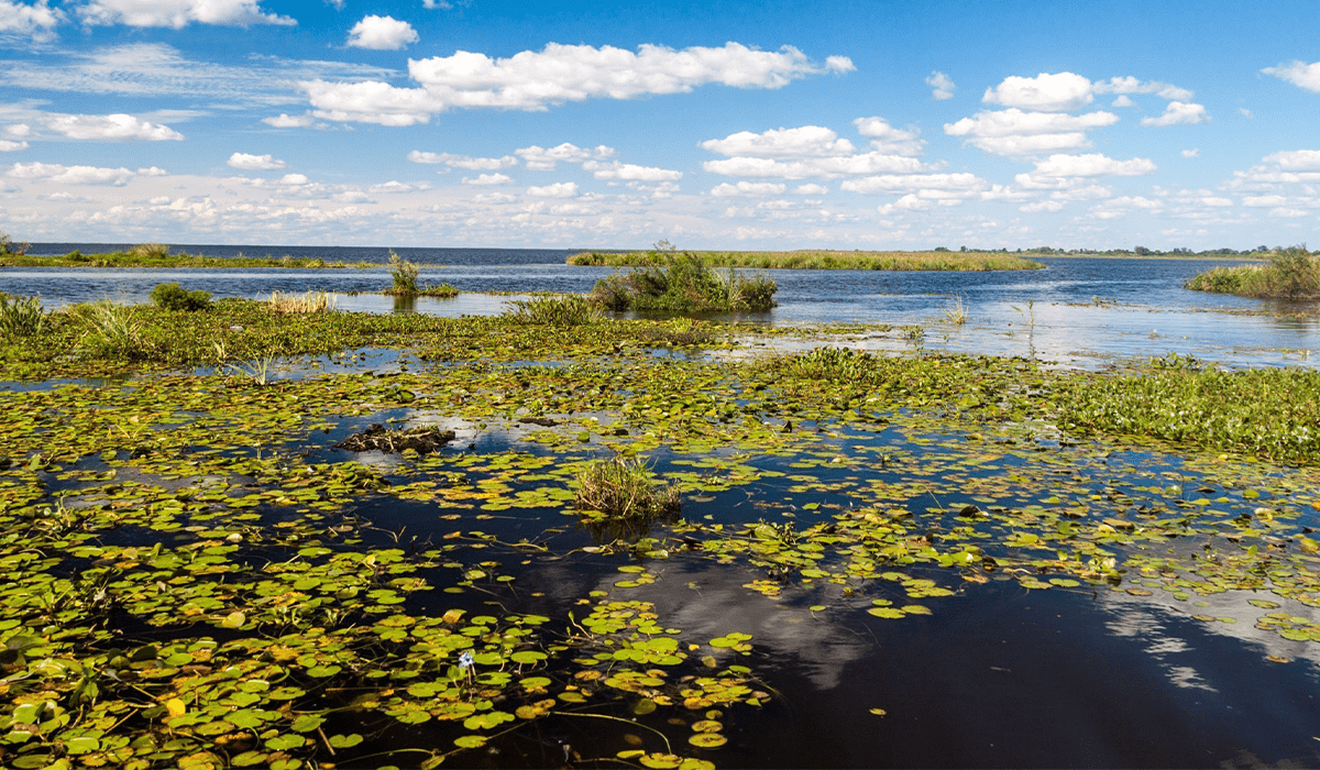 The importance of conserving Earth's wetlands for a sustainable future