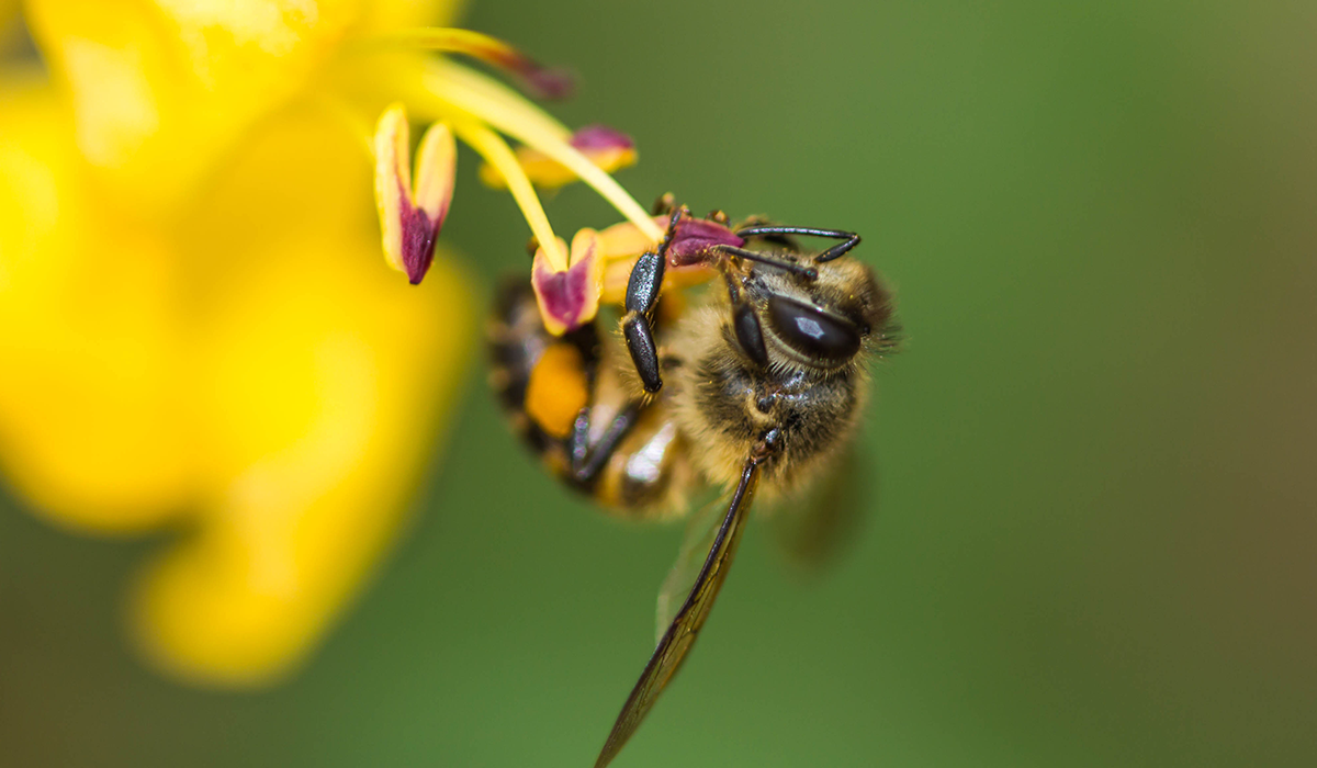 The importance of biodiversity for healthy ecosystems and human life