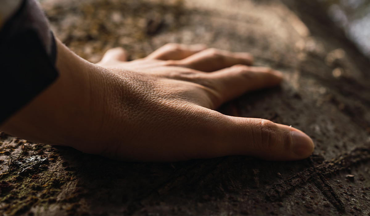 Sustainable logging: a key contributor to carbon reduction