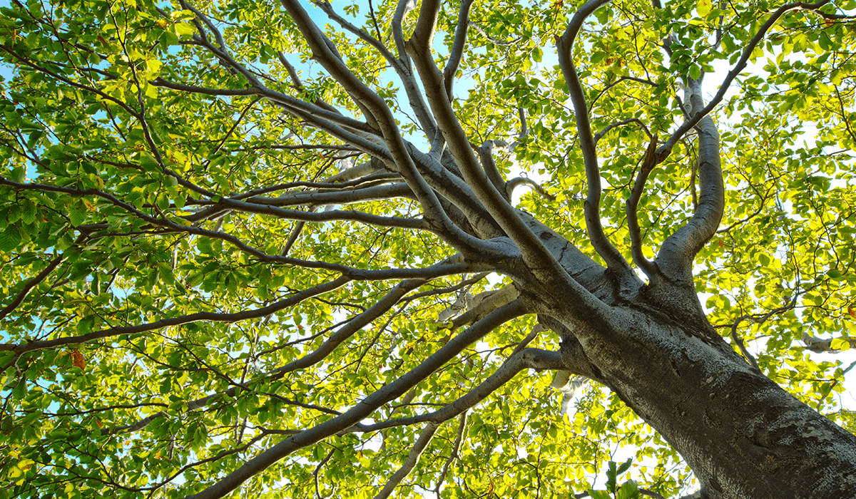 Trees are nature's water managers: the importance of trees in water ...