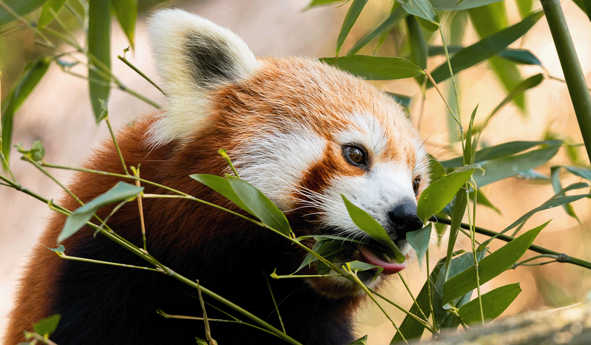 UNDP and GEF launch $1.4 billion fund to combat global environmental crises