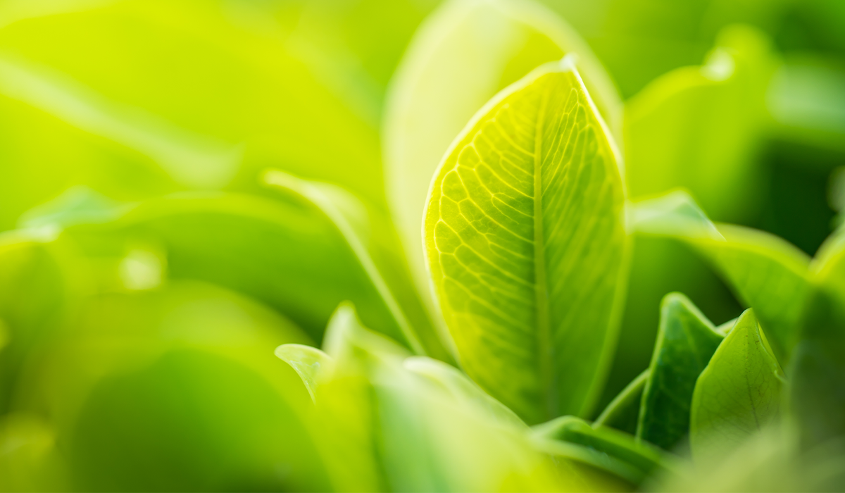 Understanding corporate commitments to nature: A review of Global 500 ...