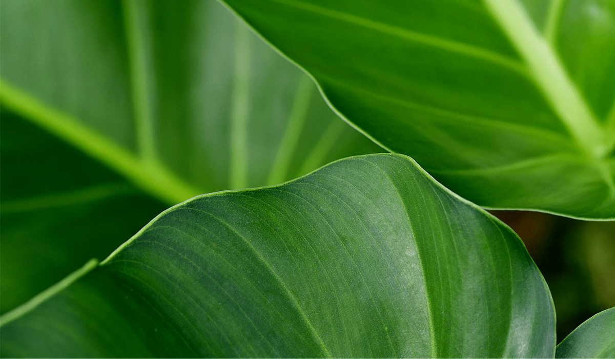 Investing in rising carbon prices: carbon credit futures, shares, and ETFs