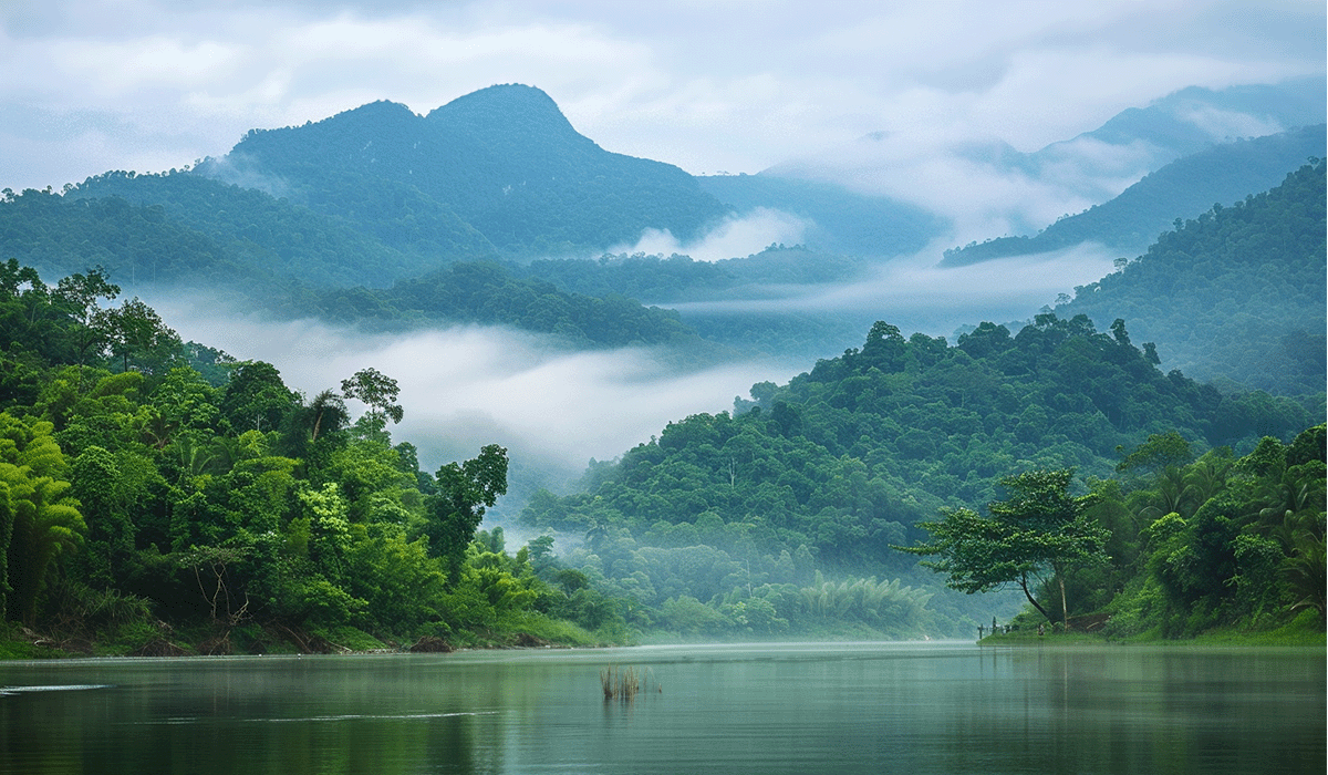 Vietnam’s forest carbon credits earn $51.5 million
