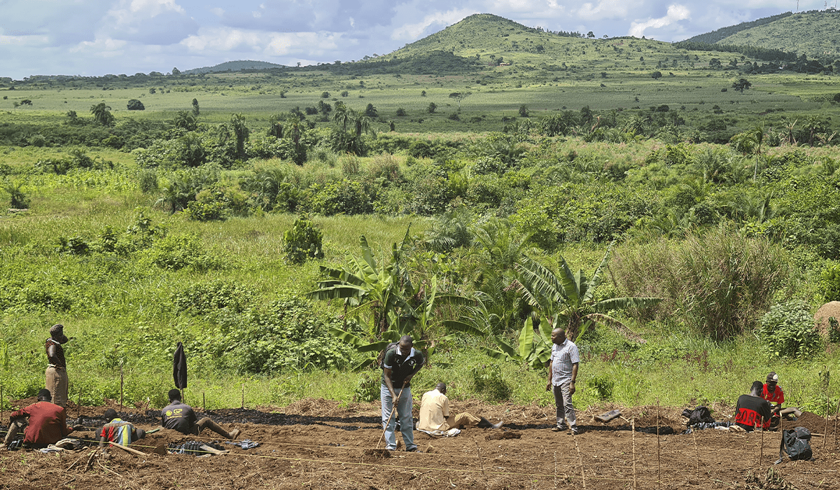 How the reforestation project in Uganda benefits the Bulindi chimpanzees