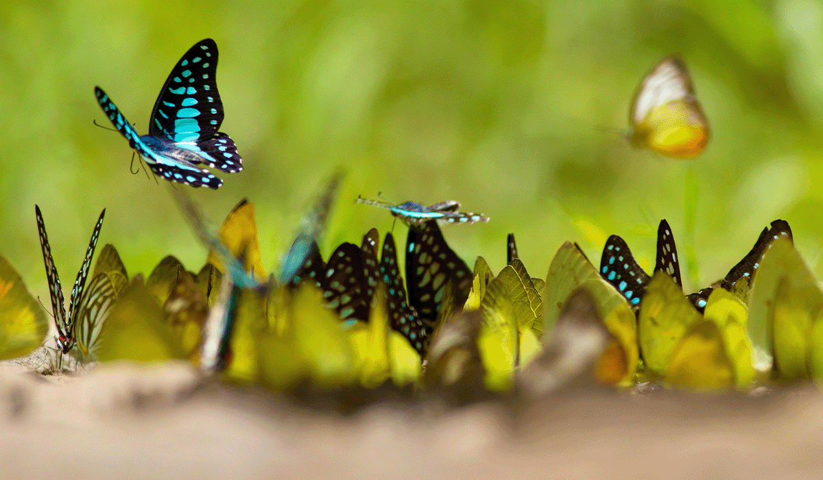 How biodiversity loss impacts ecosystems and what we can do to help