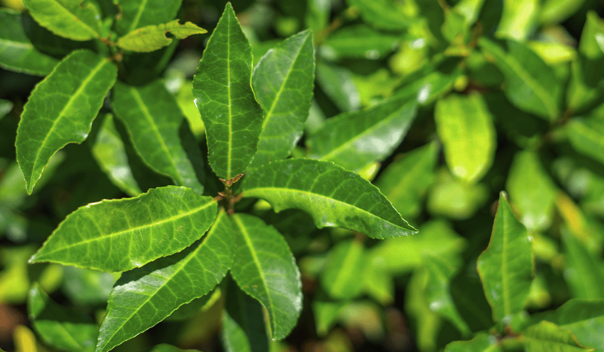 Sustainability simplified II: Carbon units for beginners