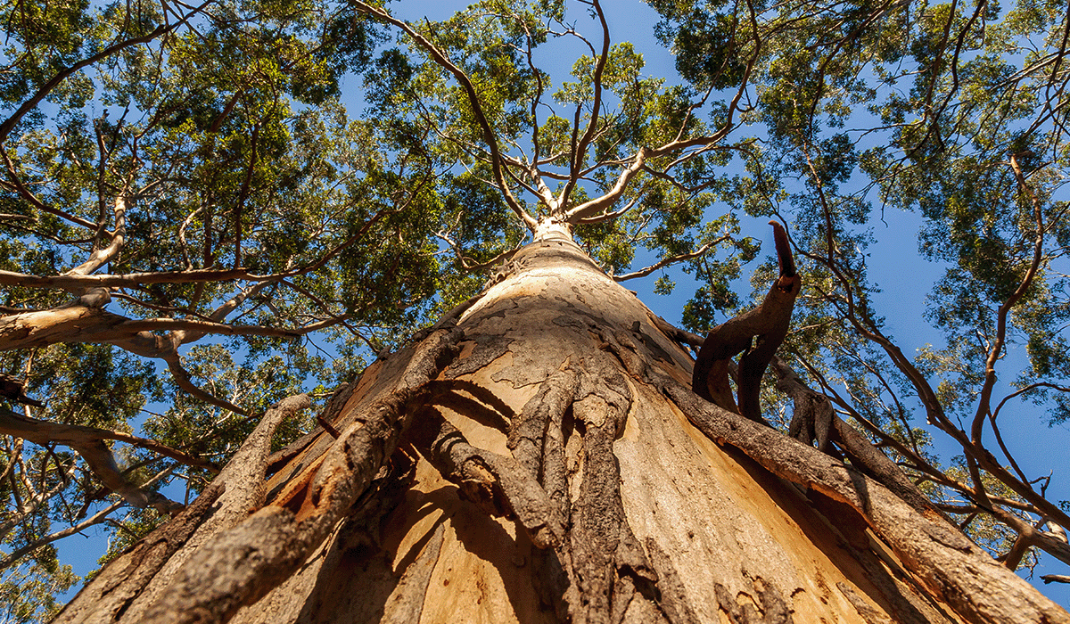 Preserving paradise: Western Australia's pledge to protect native forests
