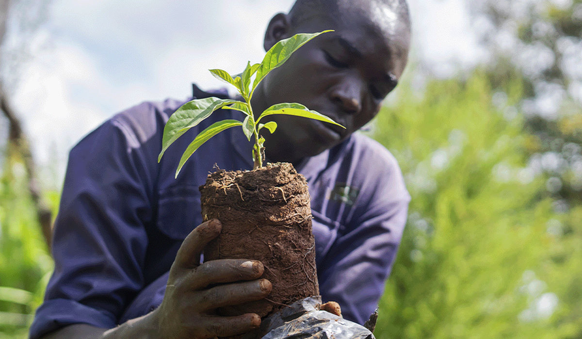 How do carbon footprints work?