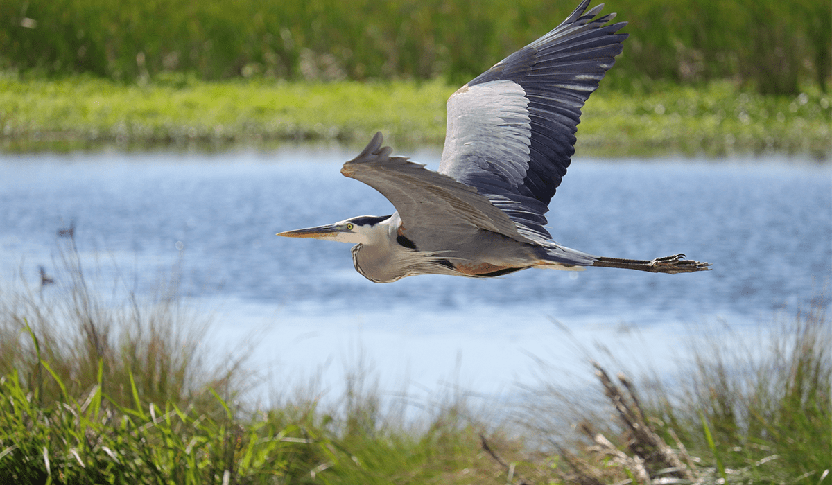 Governments launch a Freshwater Challenge to restore degraded rivers ...