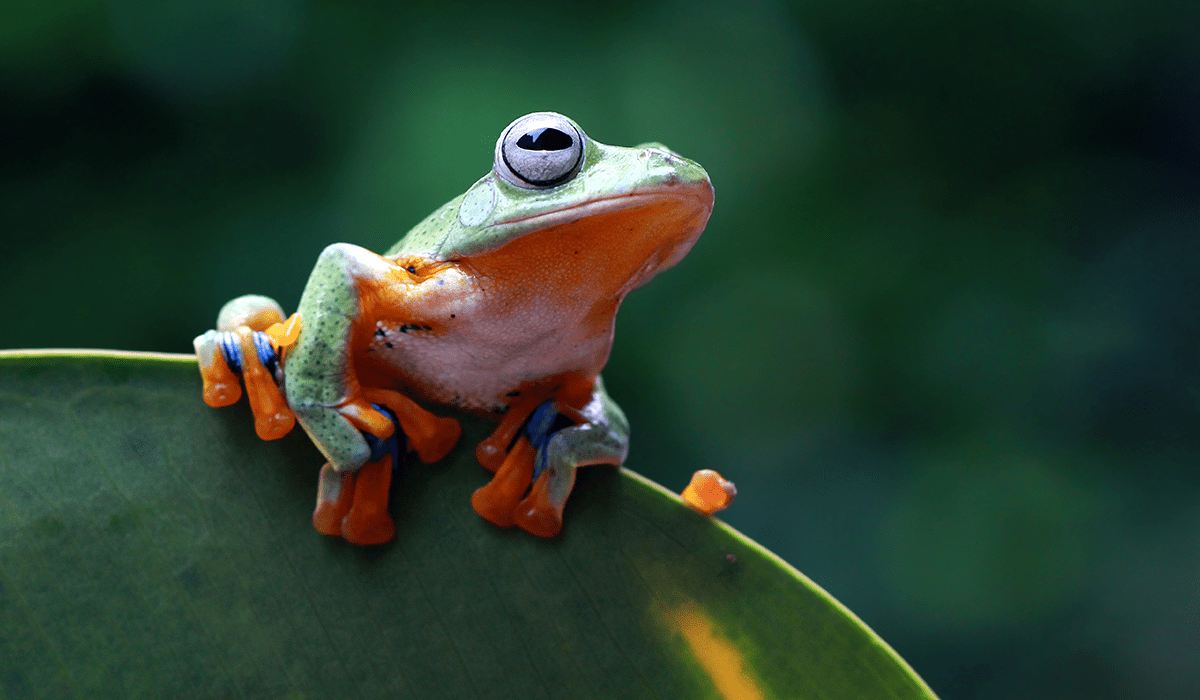 Assessing the biodiversity footprint: Finnish scientists develop pilot ...