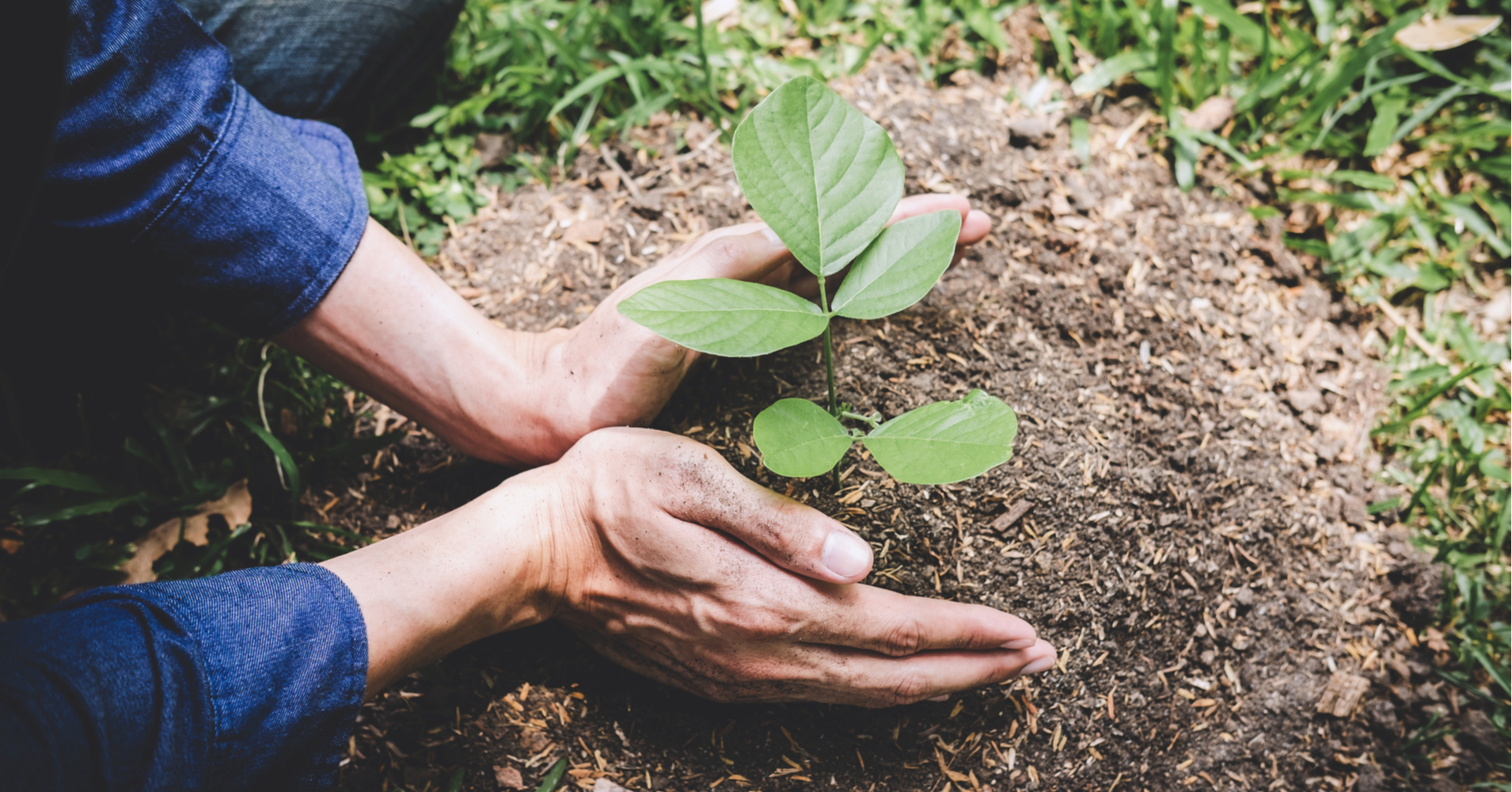 Brazil’s forests are being restored by nature-based solutions