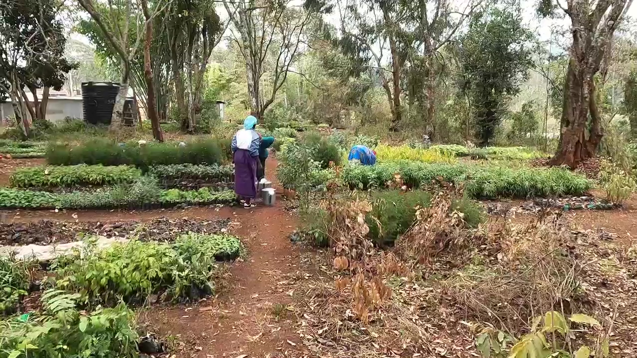 Community aspect of tree planting