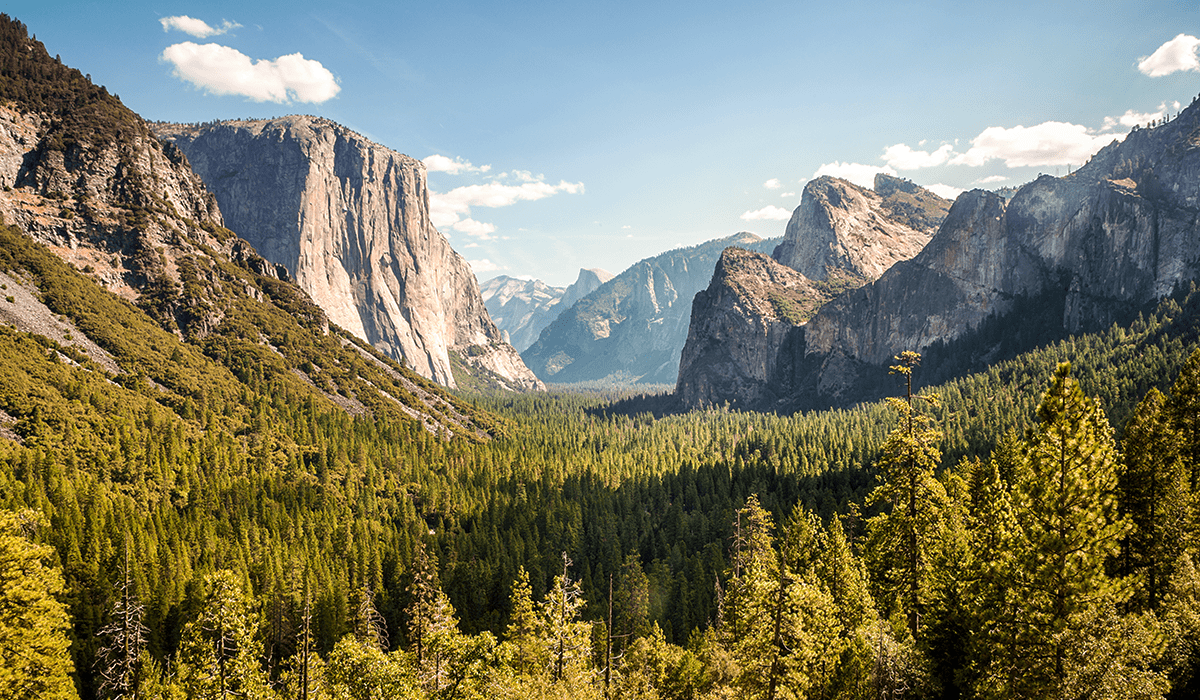 Deforestation in the United States: causes, consequences, and cures