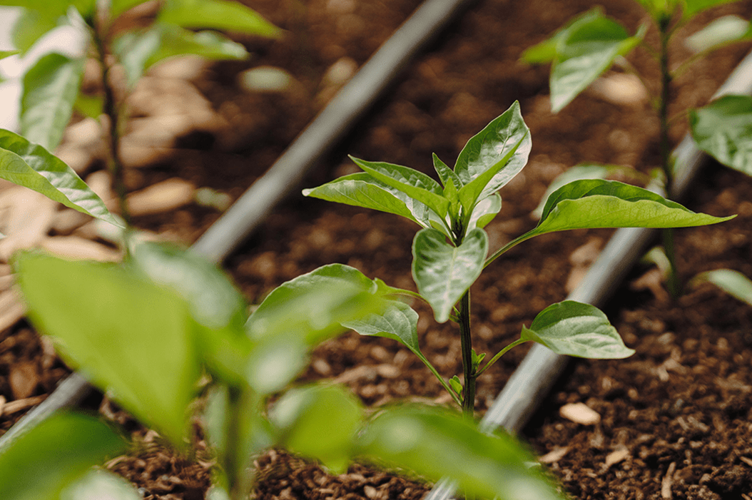 Green Earth | How to combat desertification