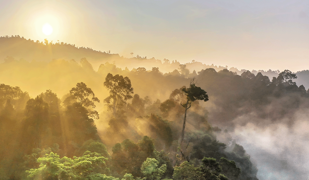 Layers of a rainforest: exploring the vertical diversity