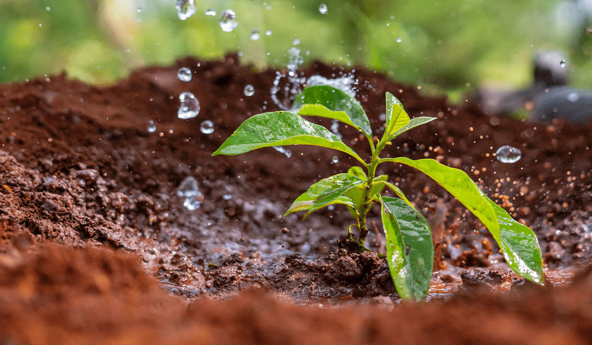 Green Earth | Tree planting for your business