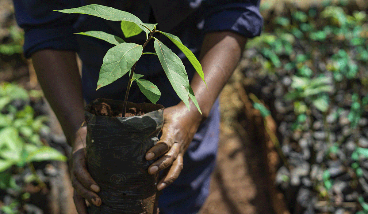 How nature-based projects contribute to net-zero goals