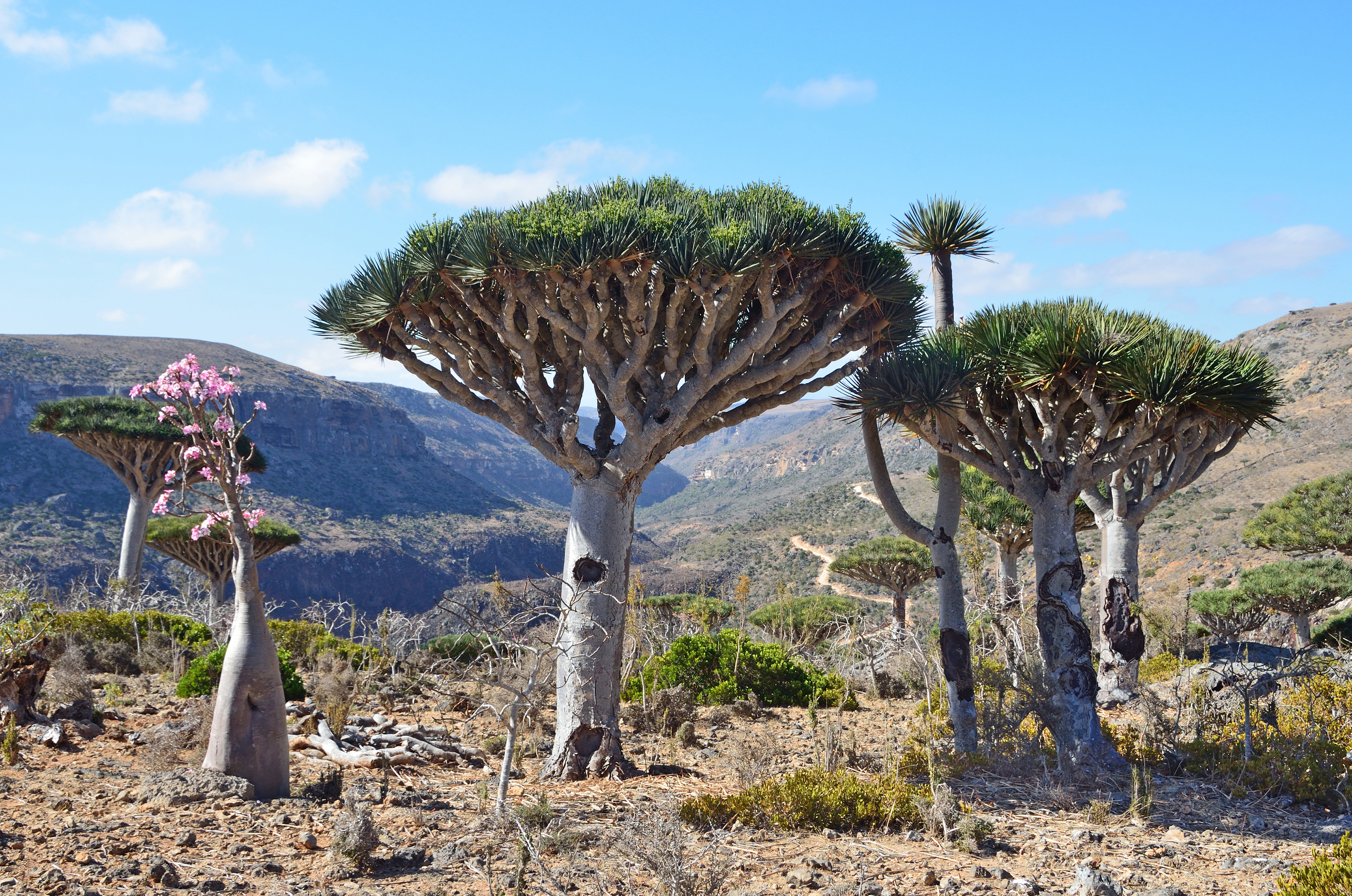 10 Most Beautiful Trees