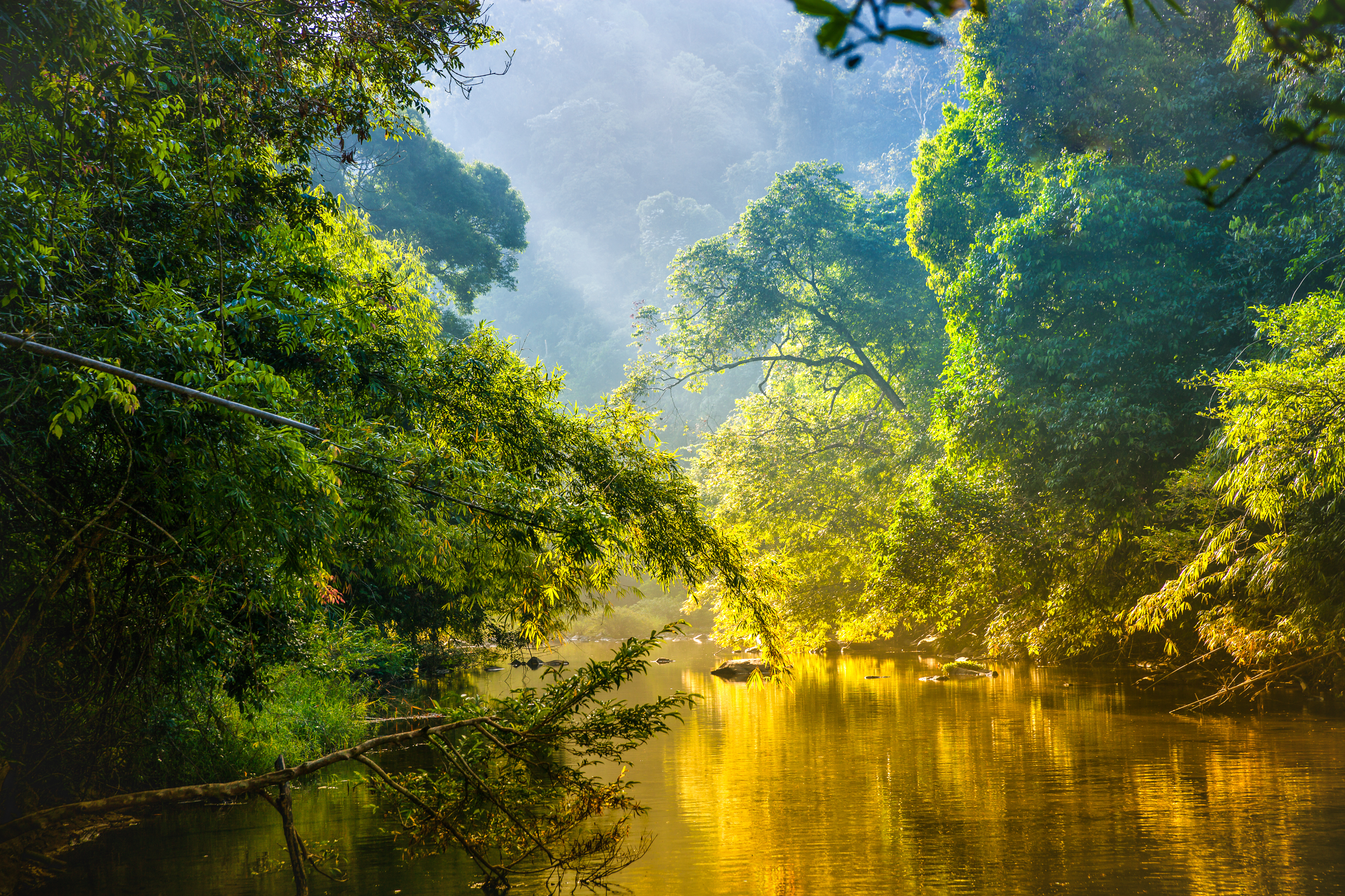 4 Important facts you need to know about rainforests