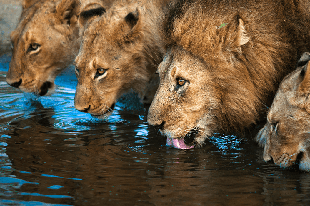 Green Earth | The ultimate guide to water conservation