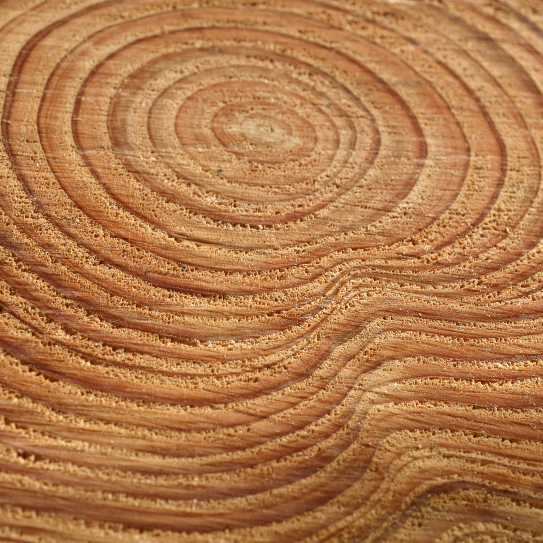 How dendrochronology gives us a window into the past