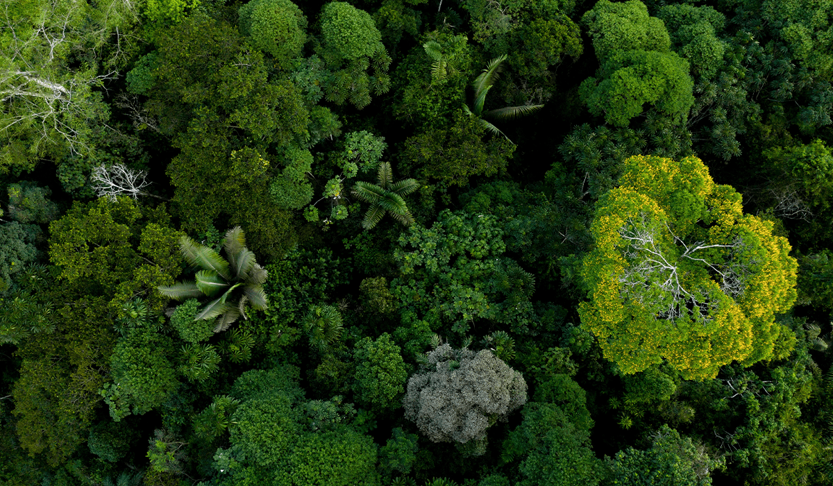 Tree diversity holds the key to soil health and climate resilience