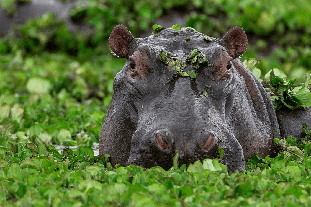 Green Earth | The role of vital habitats in environmental resilience