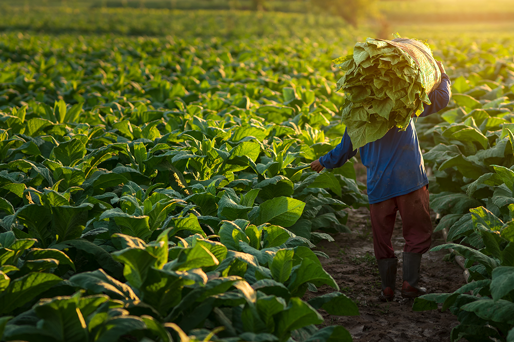 Green Earth | What is a carbon financing?